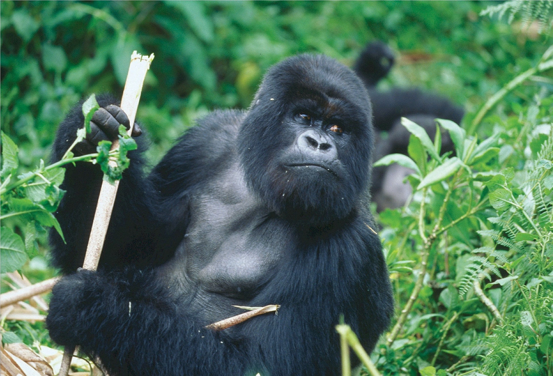 African Parks gaat Nyungwe National Park beheren | TravelNature.nl